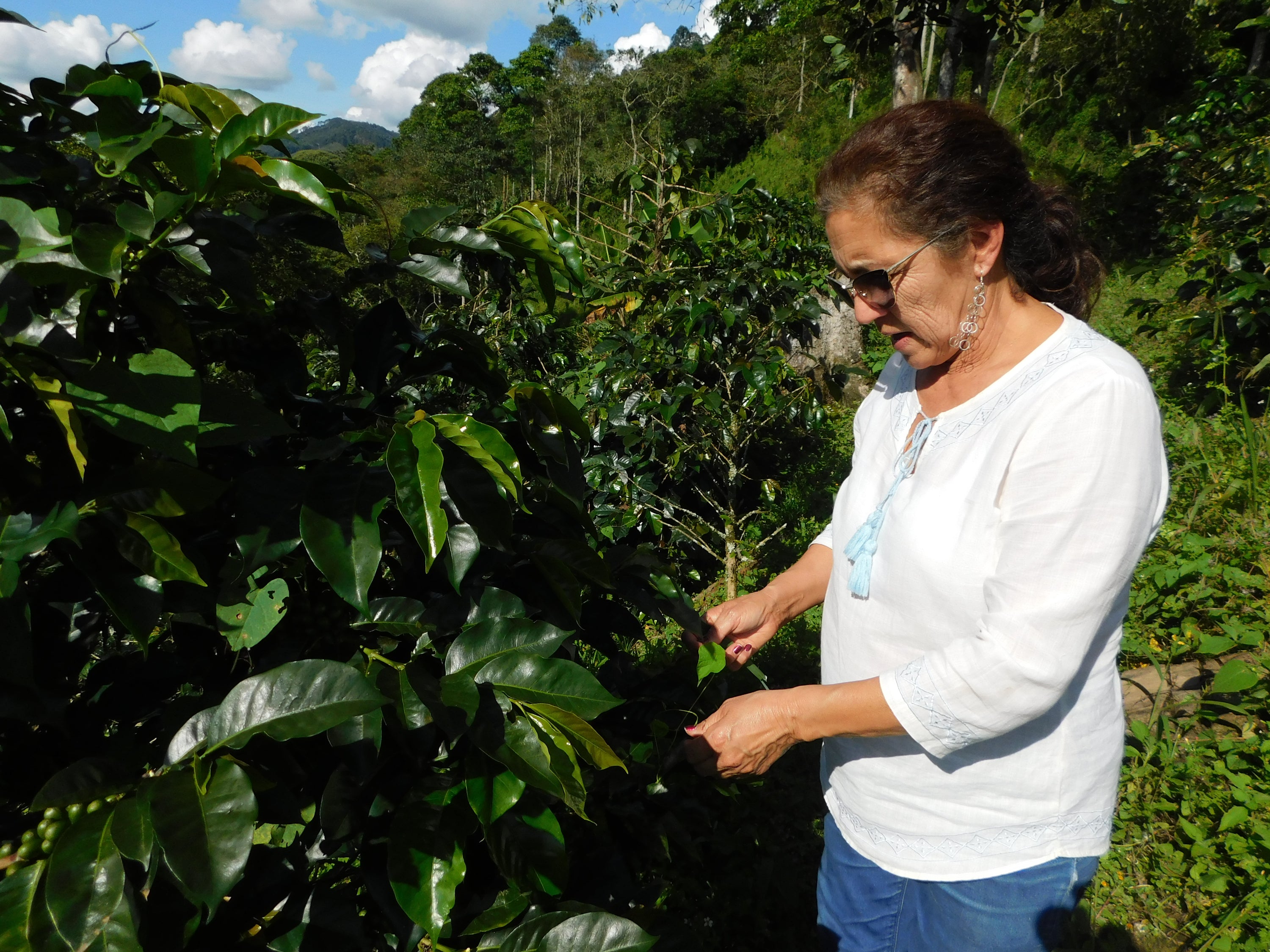 Farm Highlight | Sante Fe Farm, Colombia – Bermuda Coffee Studio